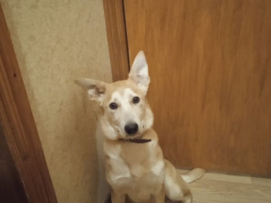 Щенки ищут семьи