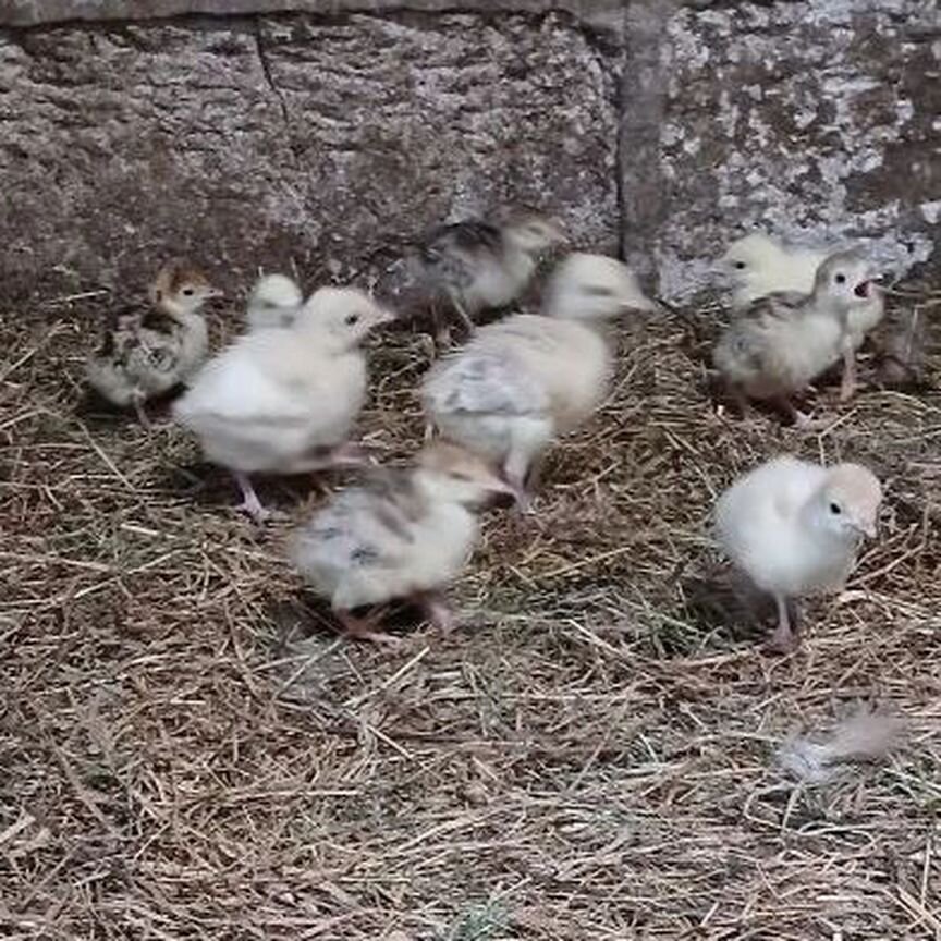 Птица
