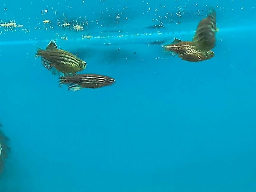 Аквариумные рыбки данио