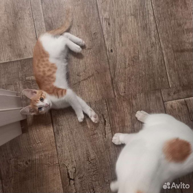 Котёнок девочка 2месяца