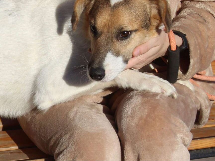 Максик ищет дом