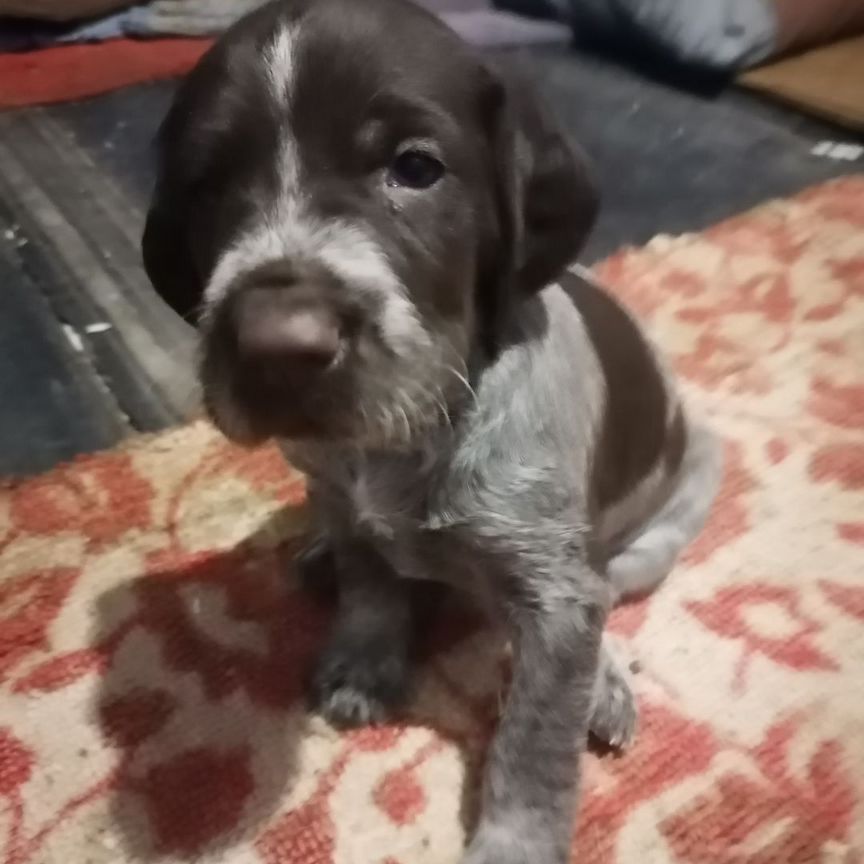 Щенки дратхаара