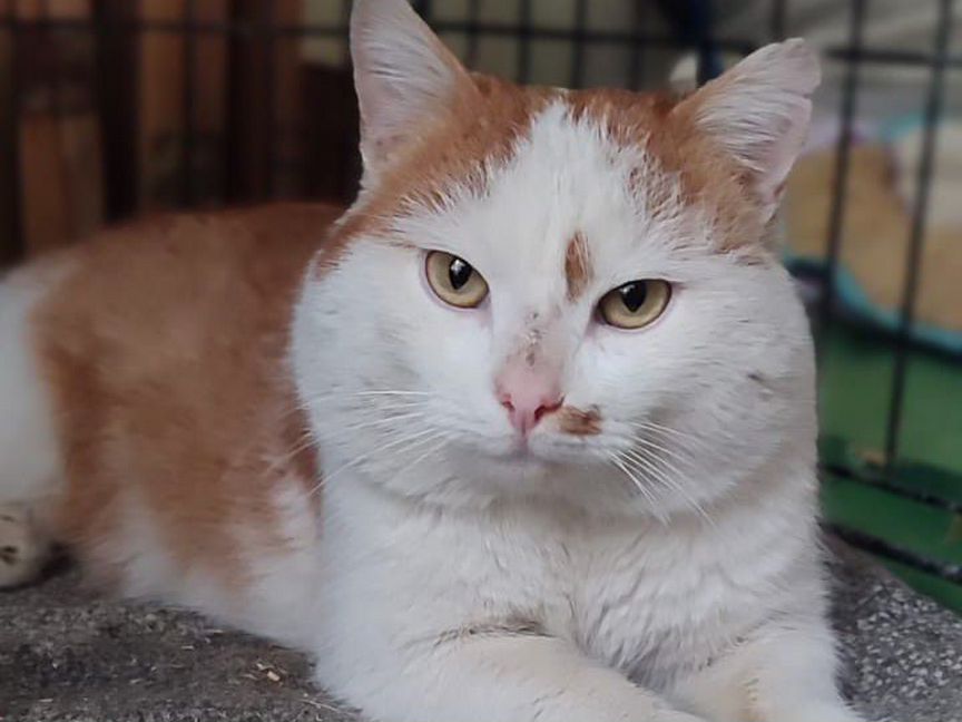 Вася, Василёк