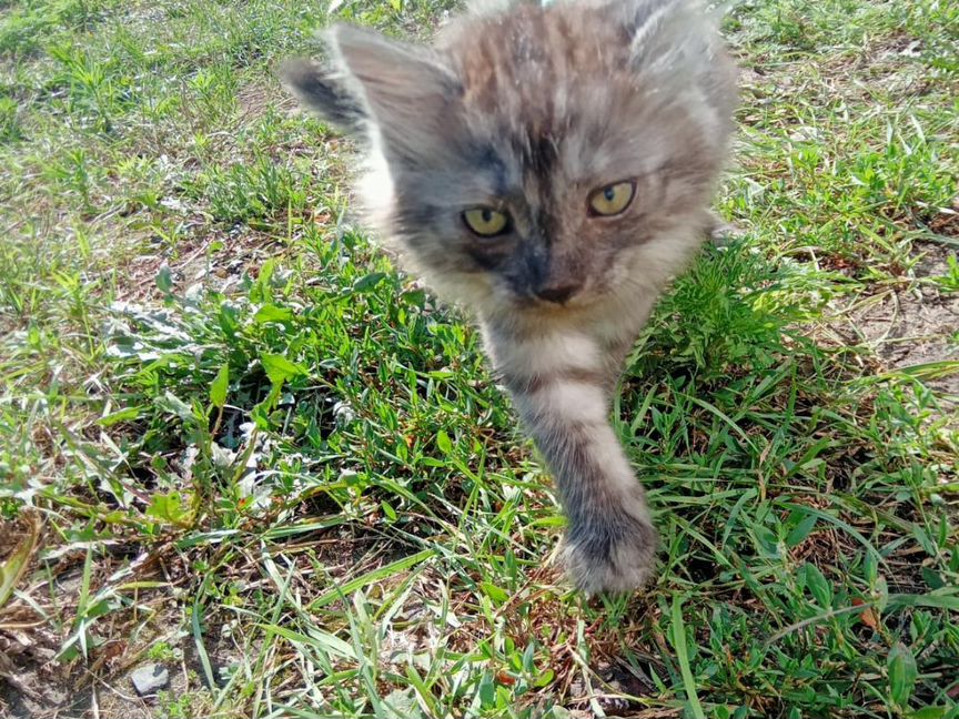 Кошка
