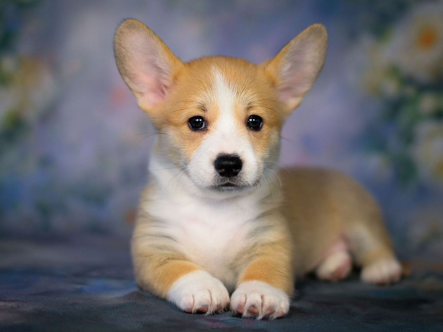 Вельш-корги пемброк девочка