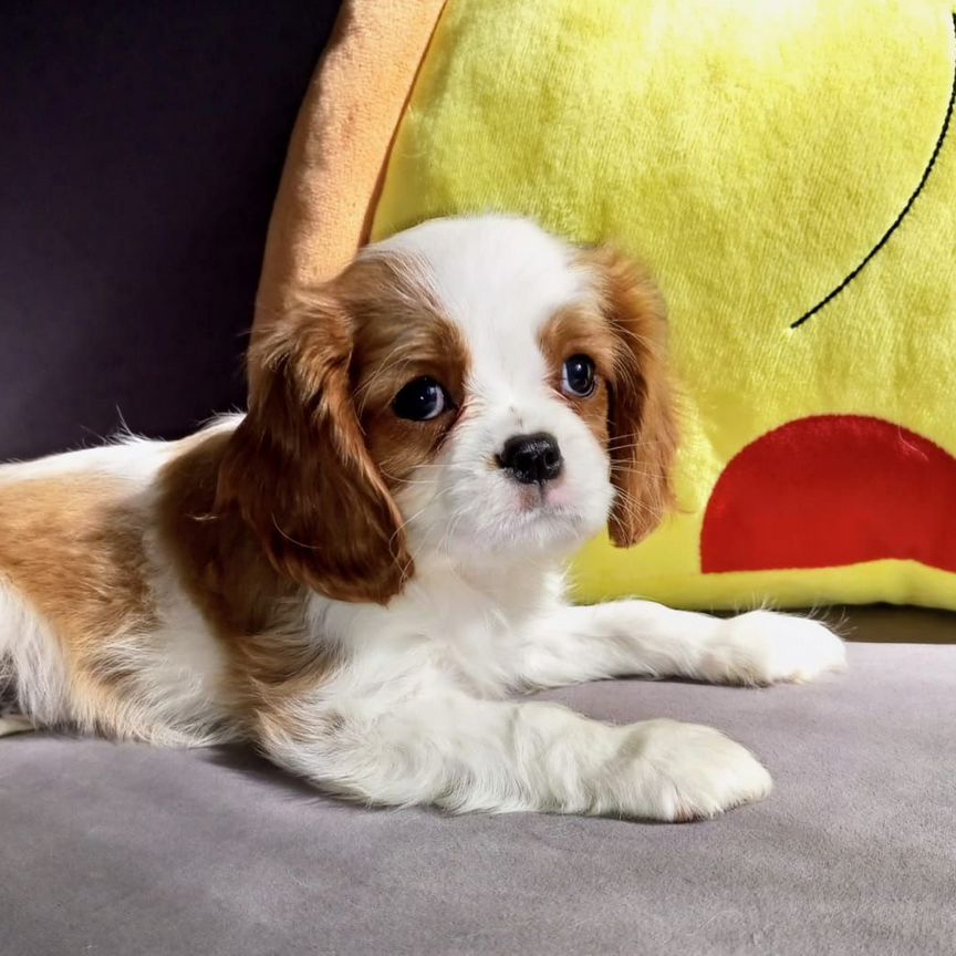 Кавалер Кинг Чарльз Девочки и Мальчики с РКФ