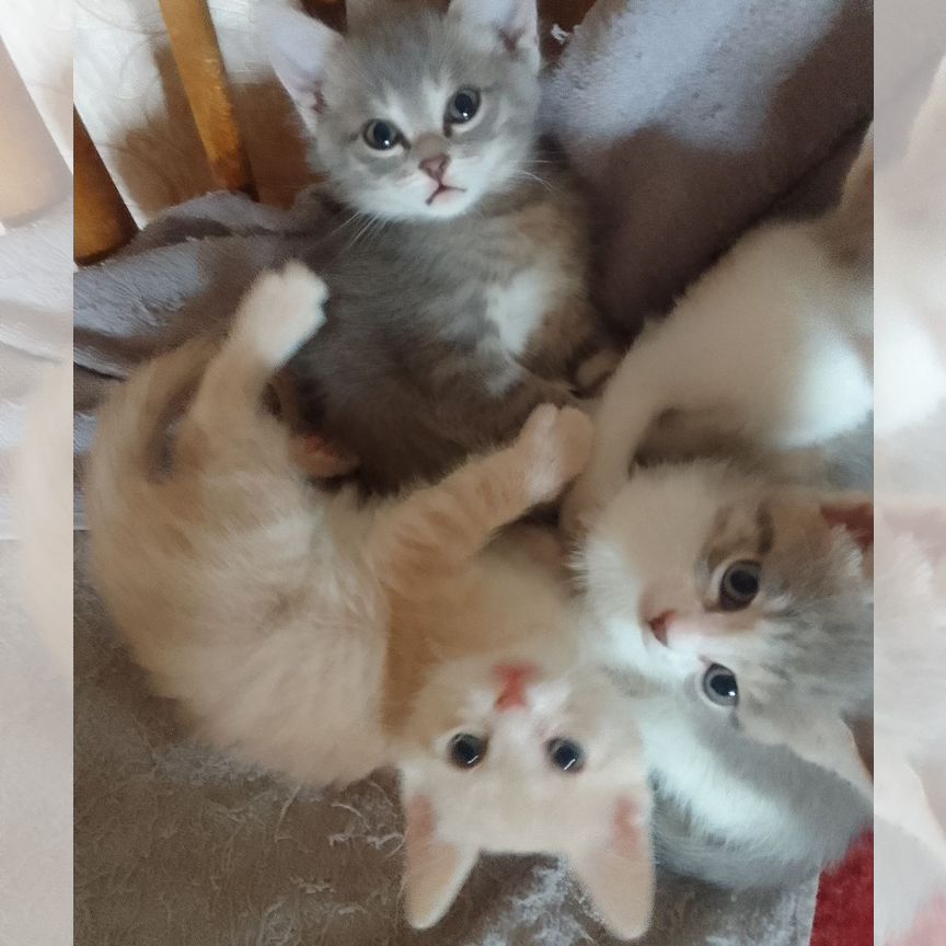 Котята в добрые руки бесплатно