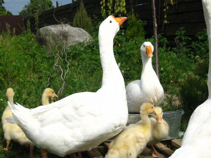 Семья гусей Линда