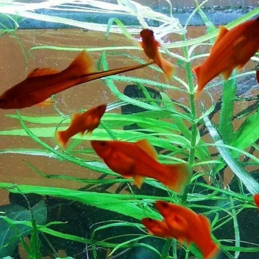 Меченосцы подростки