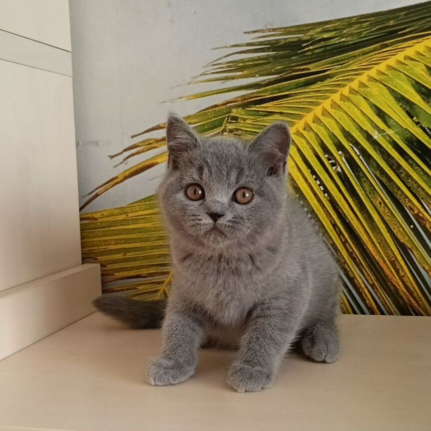 Британская короткошерстная