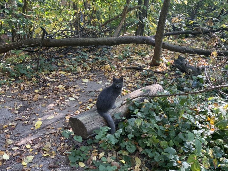 Кошки в добрые руки