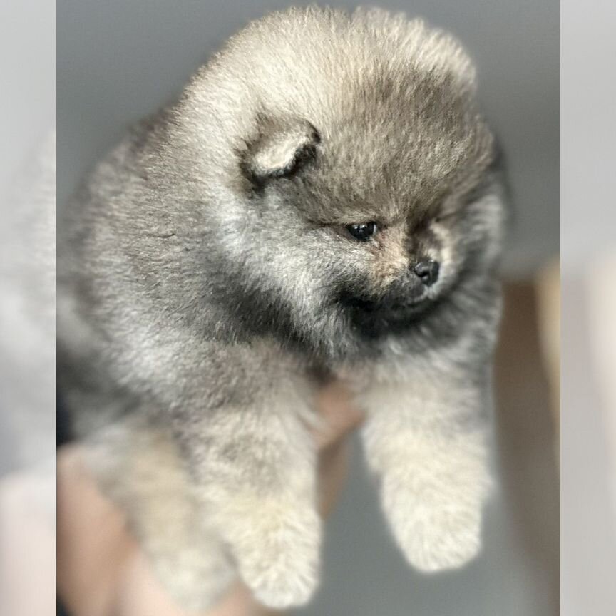 Померанский шпиц, щенок