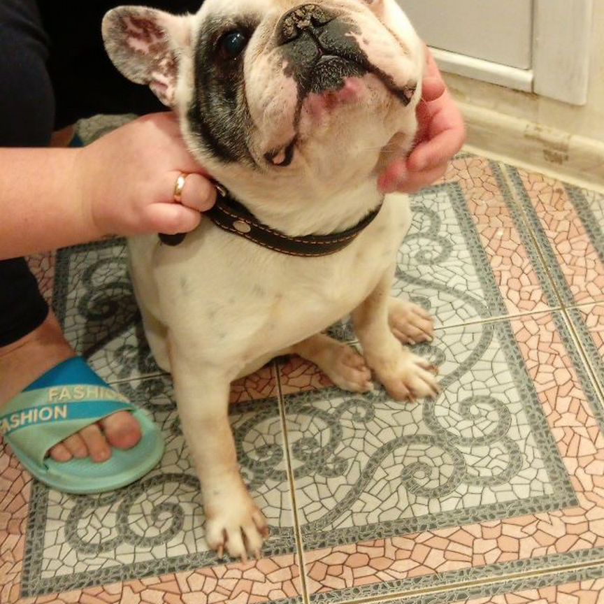 Французский бульдог