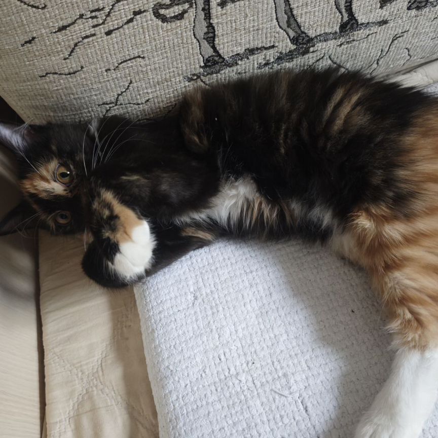 Отдам активного и любознательного котенка