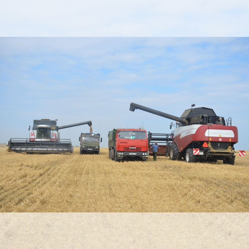 Овес ячмень пшеница