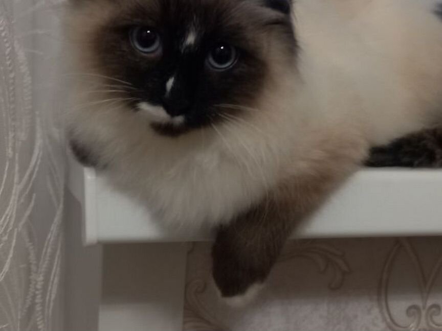 Отдам в добрые руки