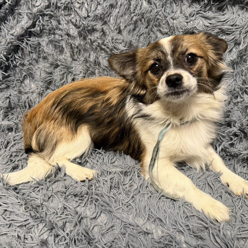 Чихуахуа, щенок