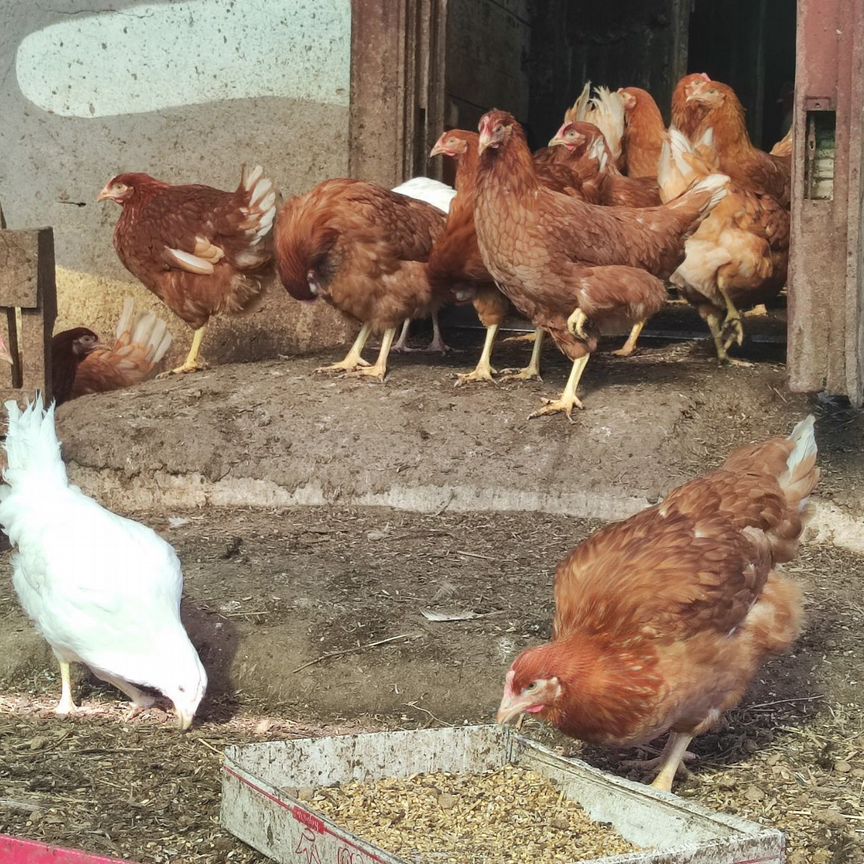 Курица молодка