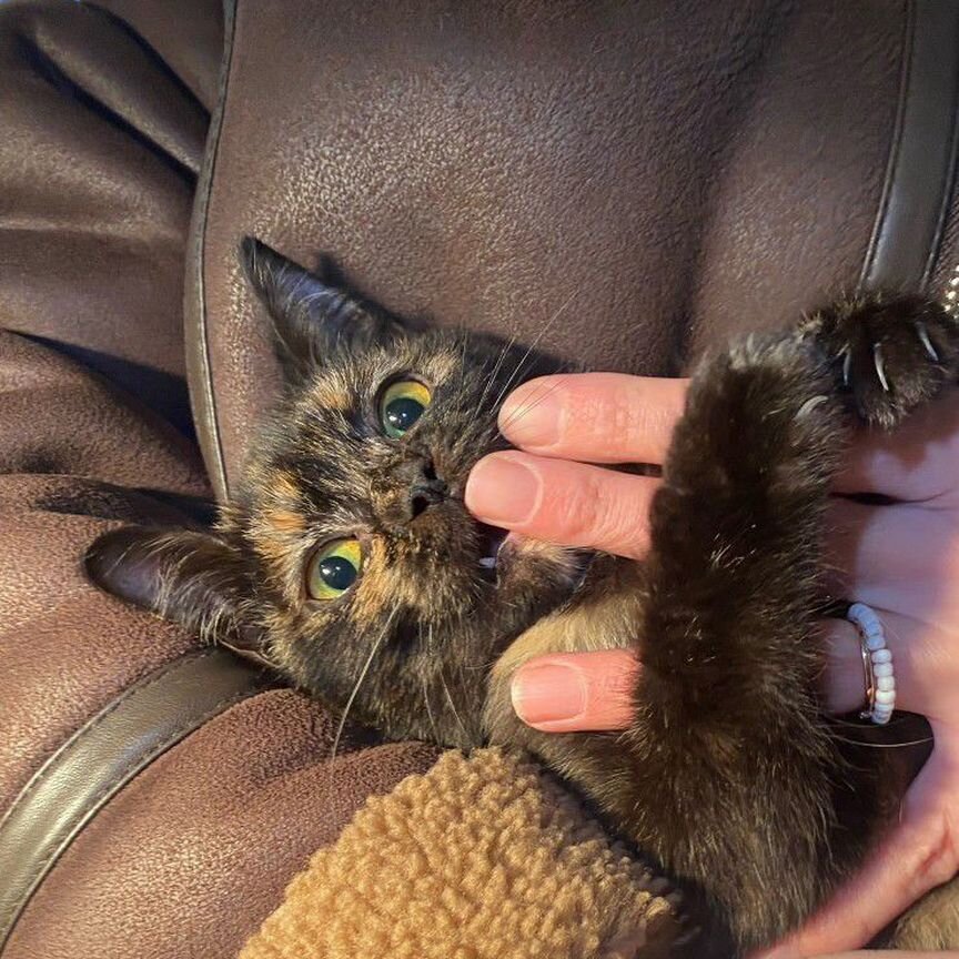 Кошечка черепашка в добрые руки