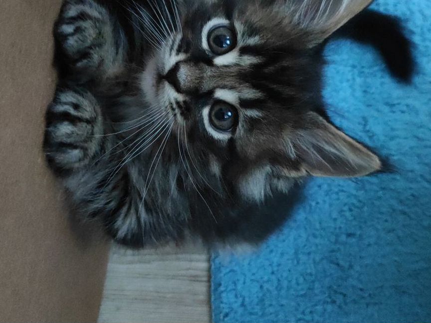 Котята мейн-кун