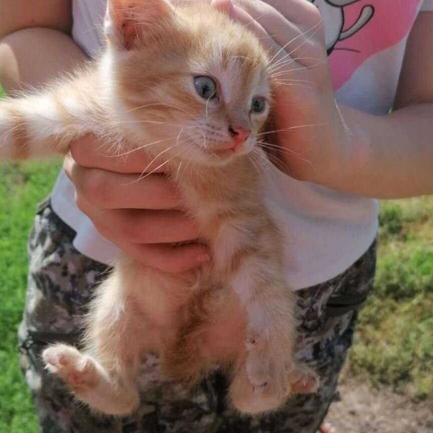 Котята