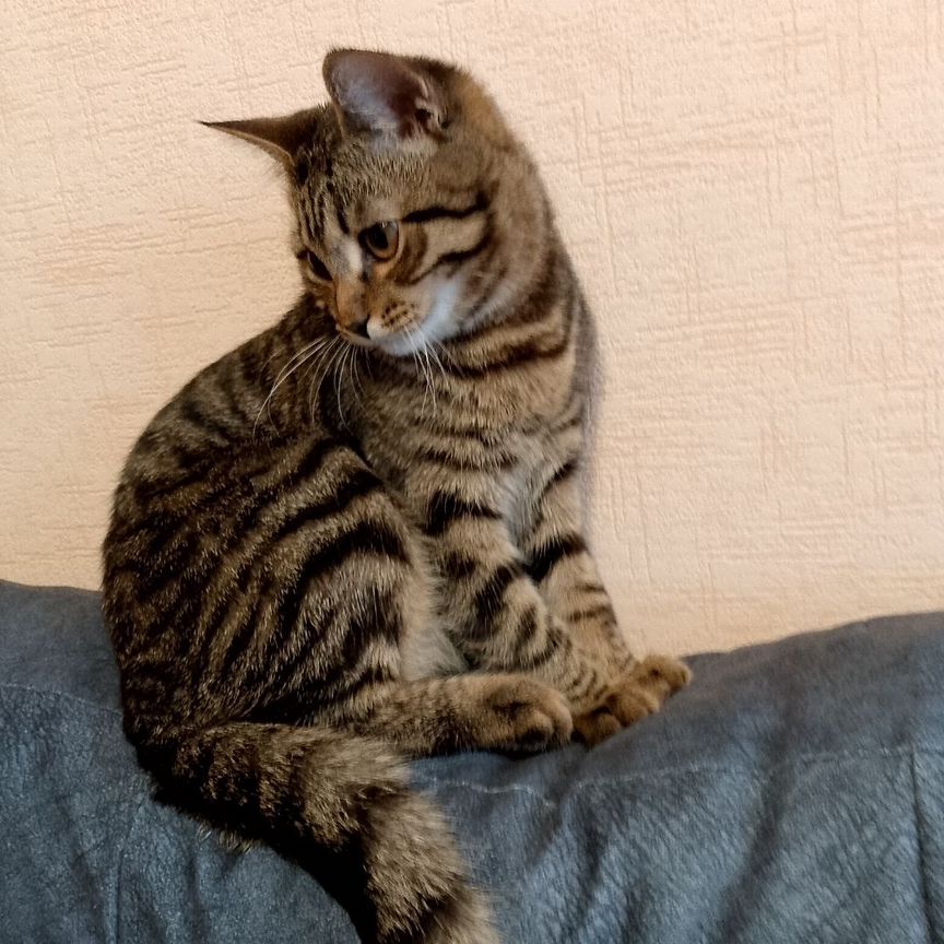 Отдам кота в добрые руки