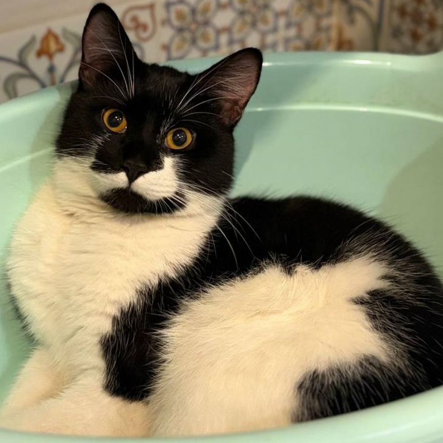 Европейский короткошёрстный котёнок