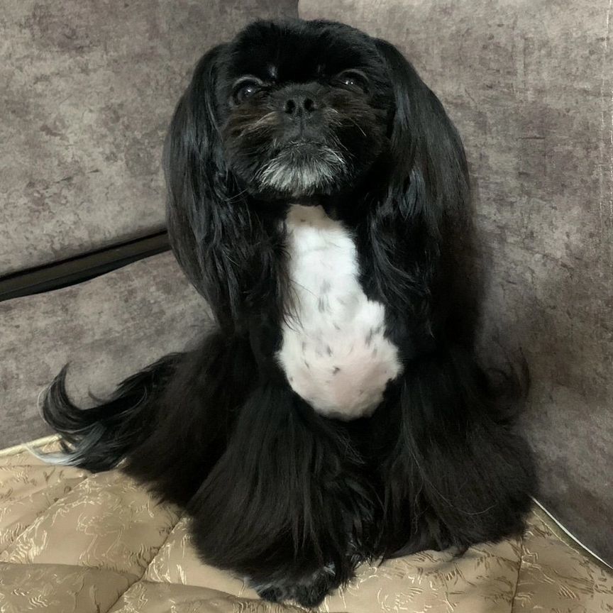 Ши-тцу, взрослый пёс