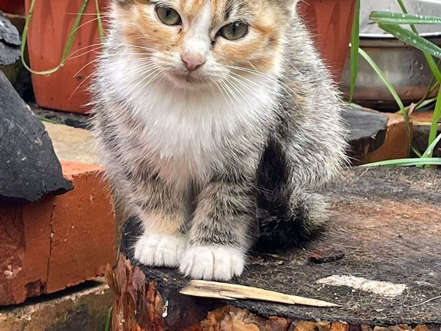 Котенок девочка 2.5 месяца