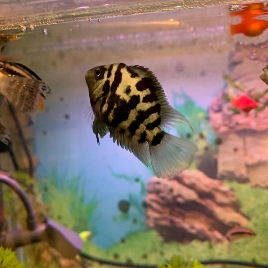 Рыбка Попугай тиговый синий 3-4 см