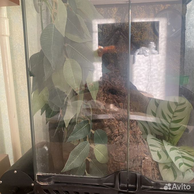 Реснитчатый бананоед с террариумом