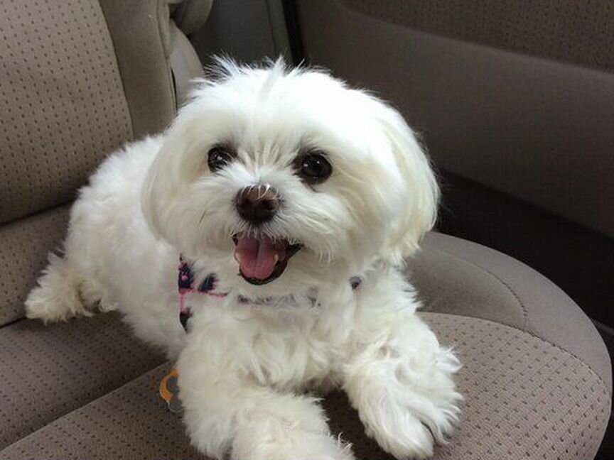 Мальтийская болонка щенок