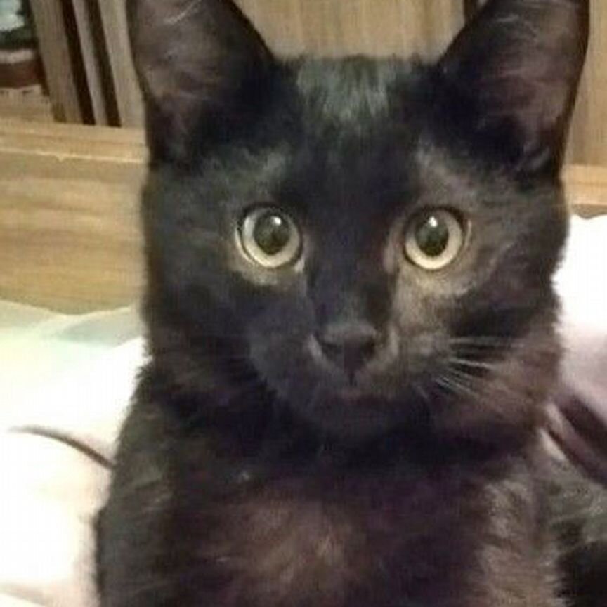 Котенок Мишаня, 8 месяцев