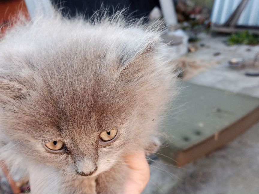 Шотландский котенок (кот)