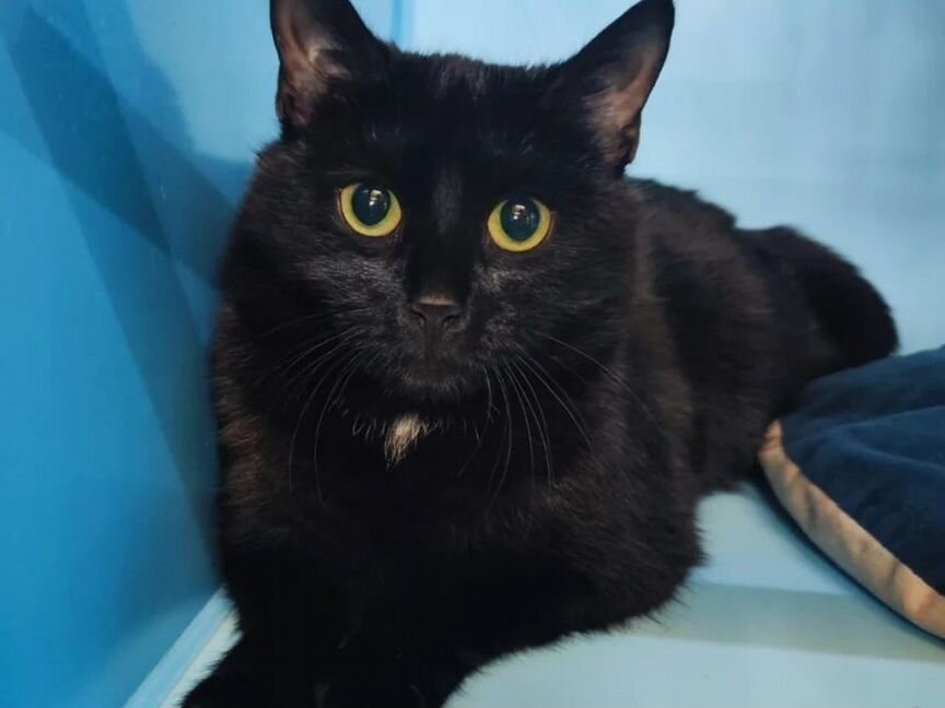 Черная кошечка в добрые руки