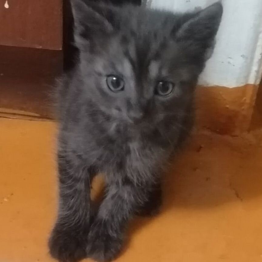 Сибирский котёнок