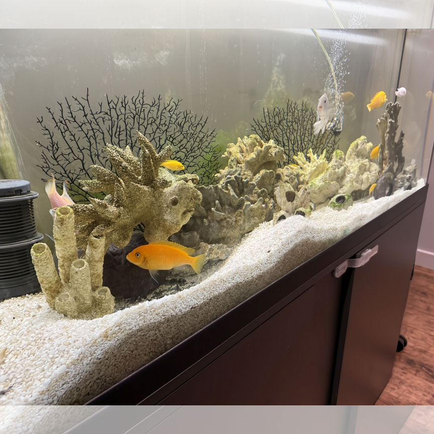 Аквариумные рыбки цихлиды