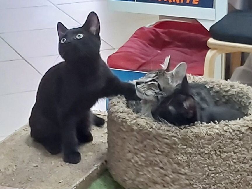 Котята ждут заботливых хозяев
