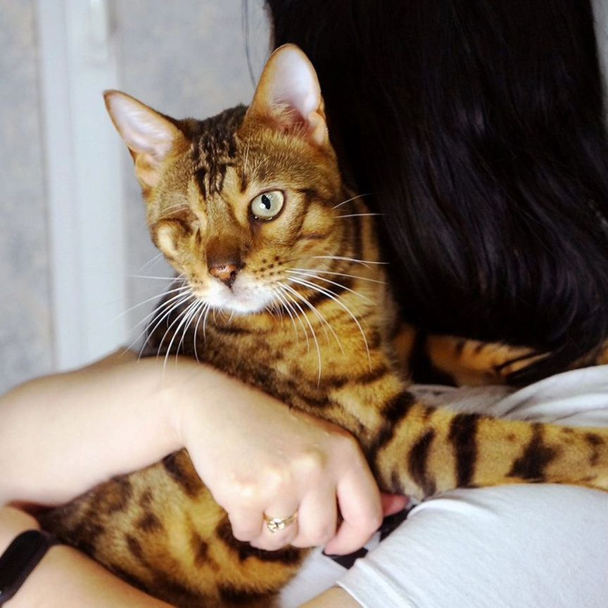 Кот Элвис в добрые руки