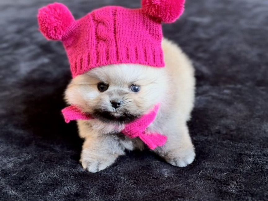 Девочка крем соболь шпиц