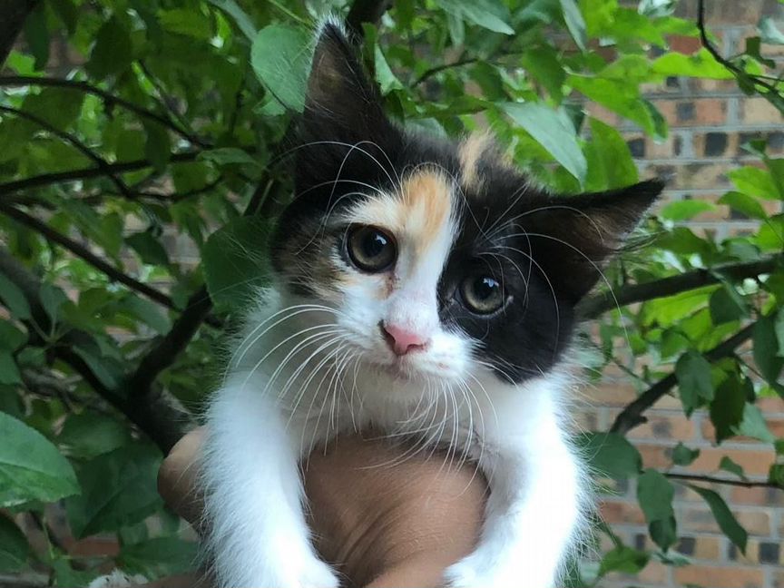 Кошка