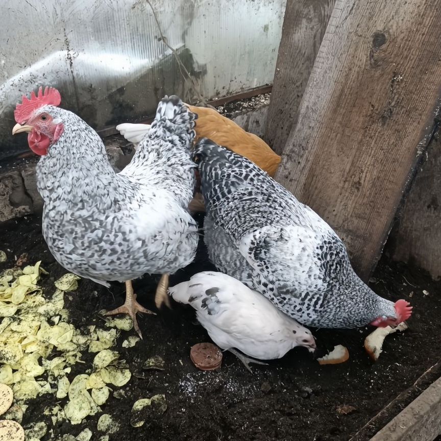 Молодых петухов