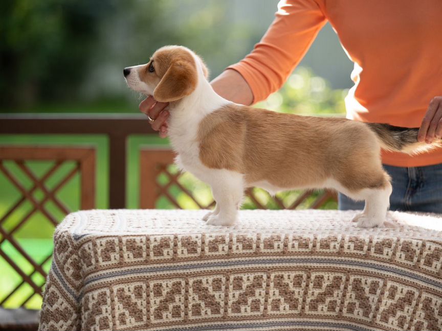 Девочка вельш корги пемброк ищет владельцев