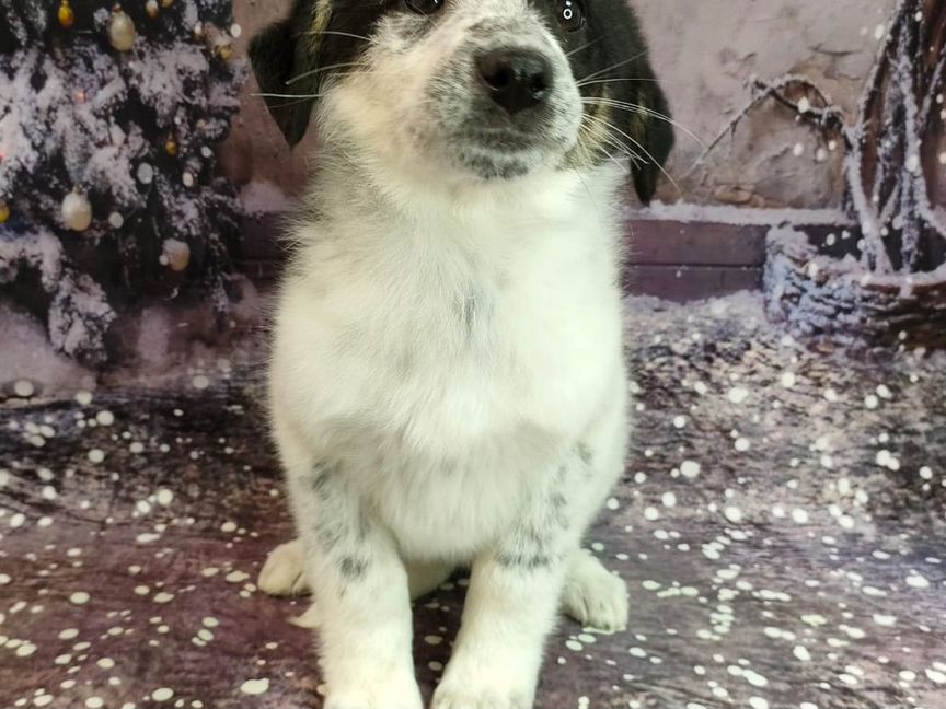 Щенки красотульки