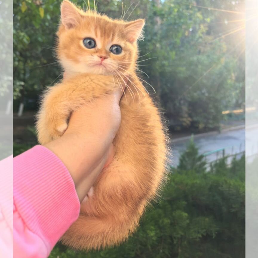 Золотой котик