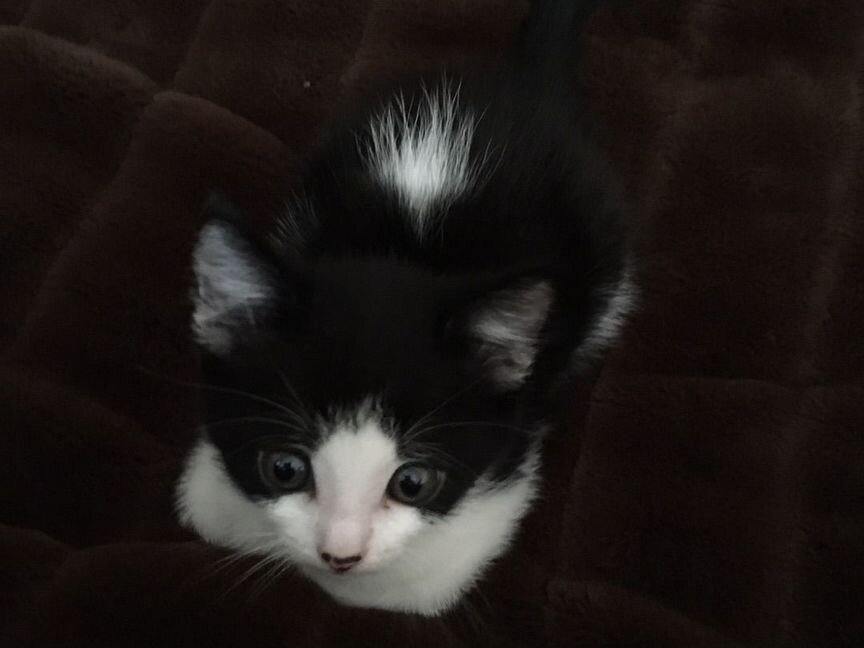 Котенок