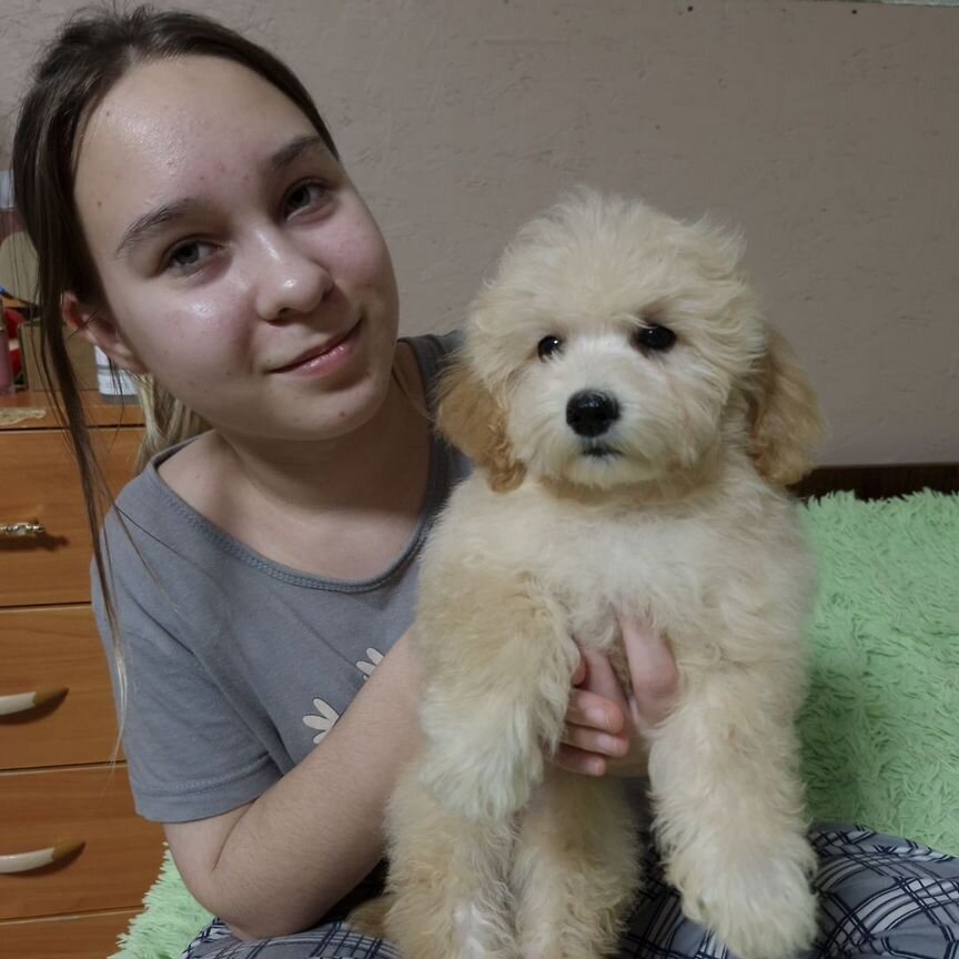 Мальтипу той пудель