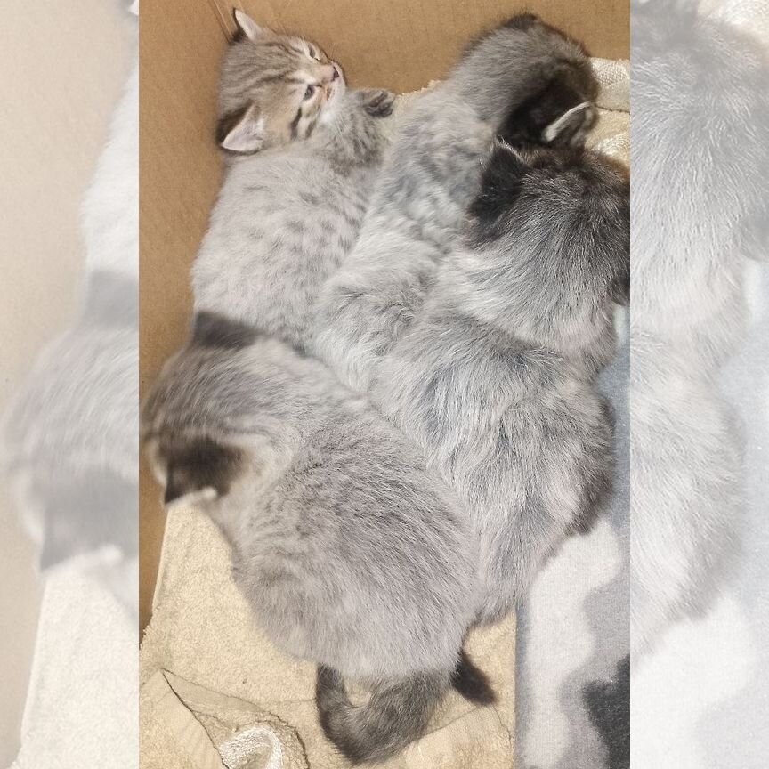 Котята в добрые руки