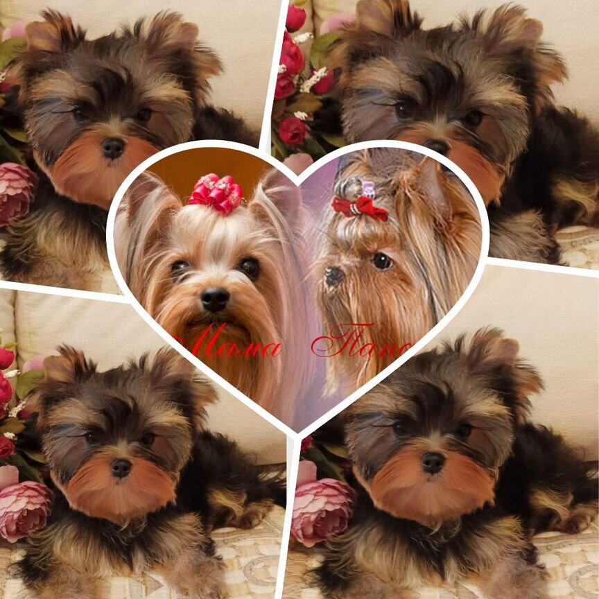 Четырехмесячная девочка Йорк, мелкий стандарт