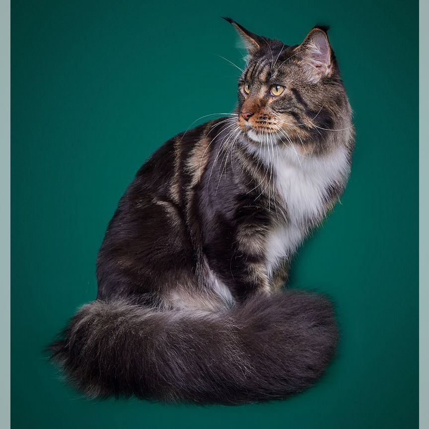 Коты для вязки